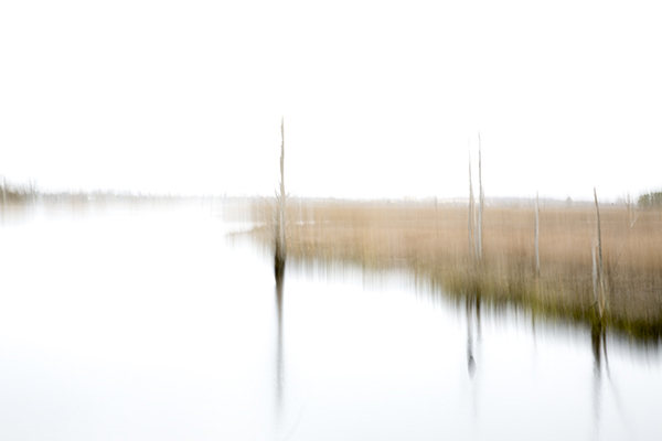 Ghost Trees Photographs- Cape Fear River -- Jen Johnson